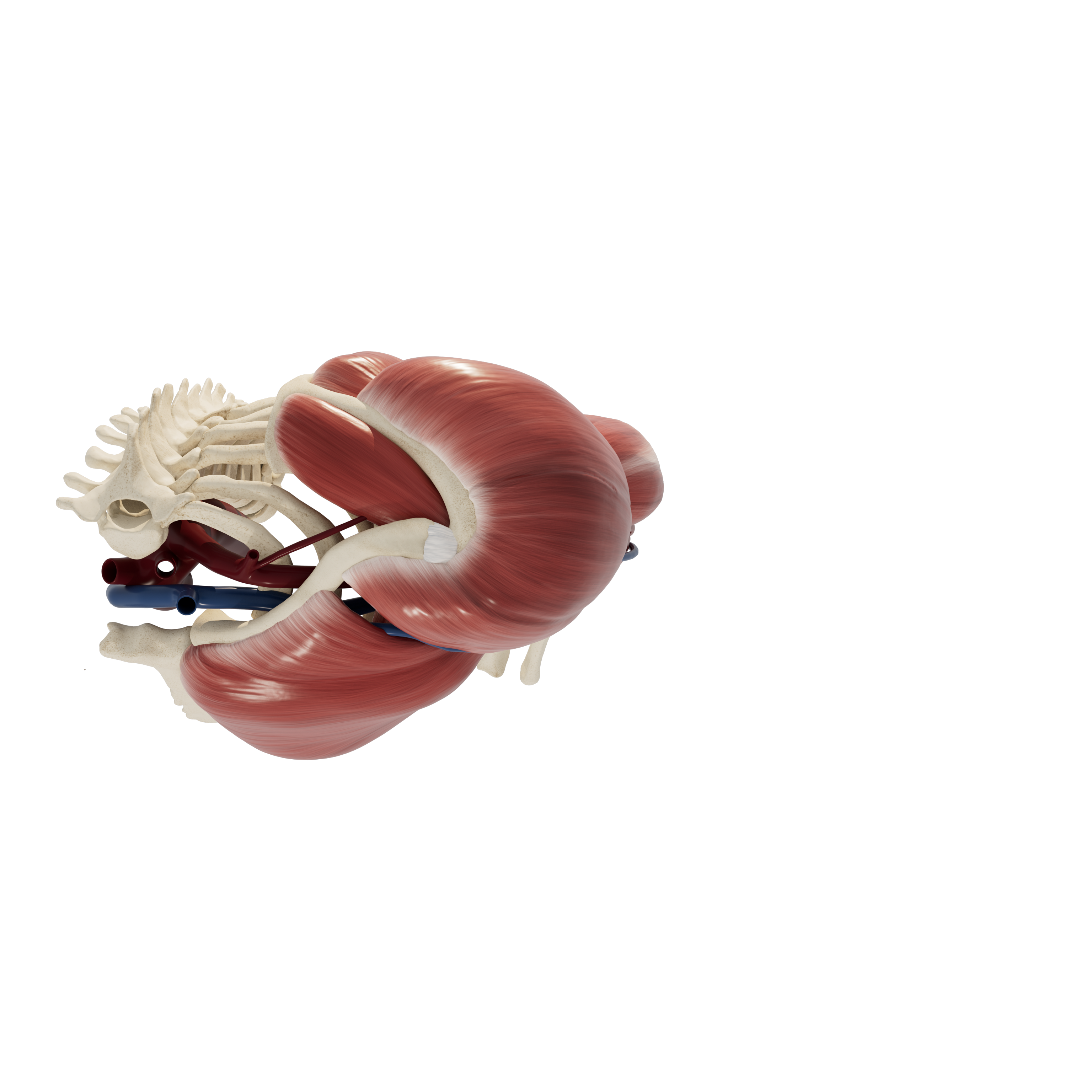 Explore Shoulder Sonoanatomy