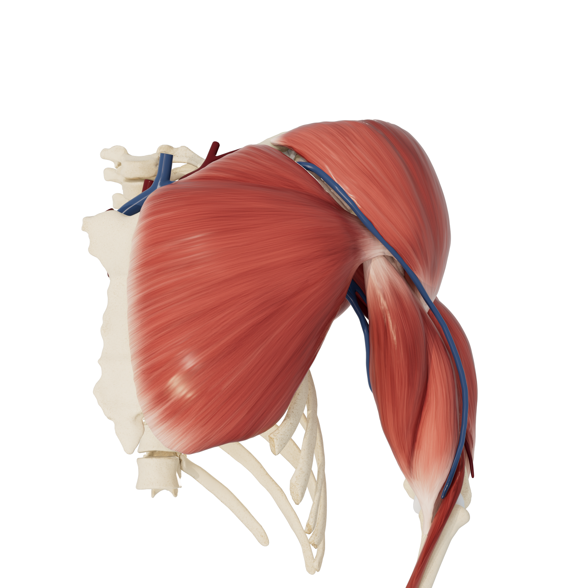 Explore Shoulder Sonoanatomy